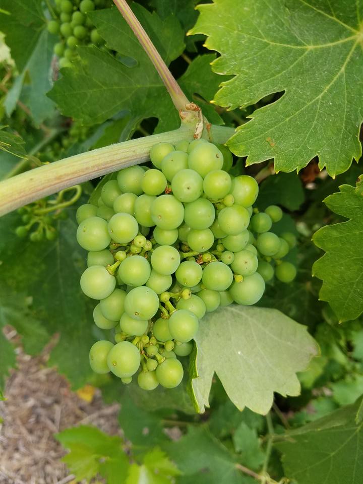 Grapes - WineIndustry.com Classifieds