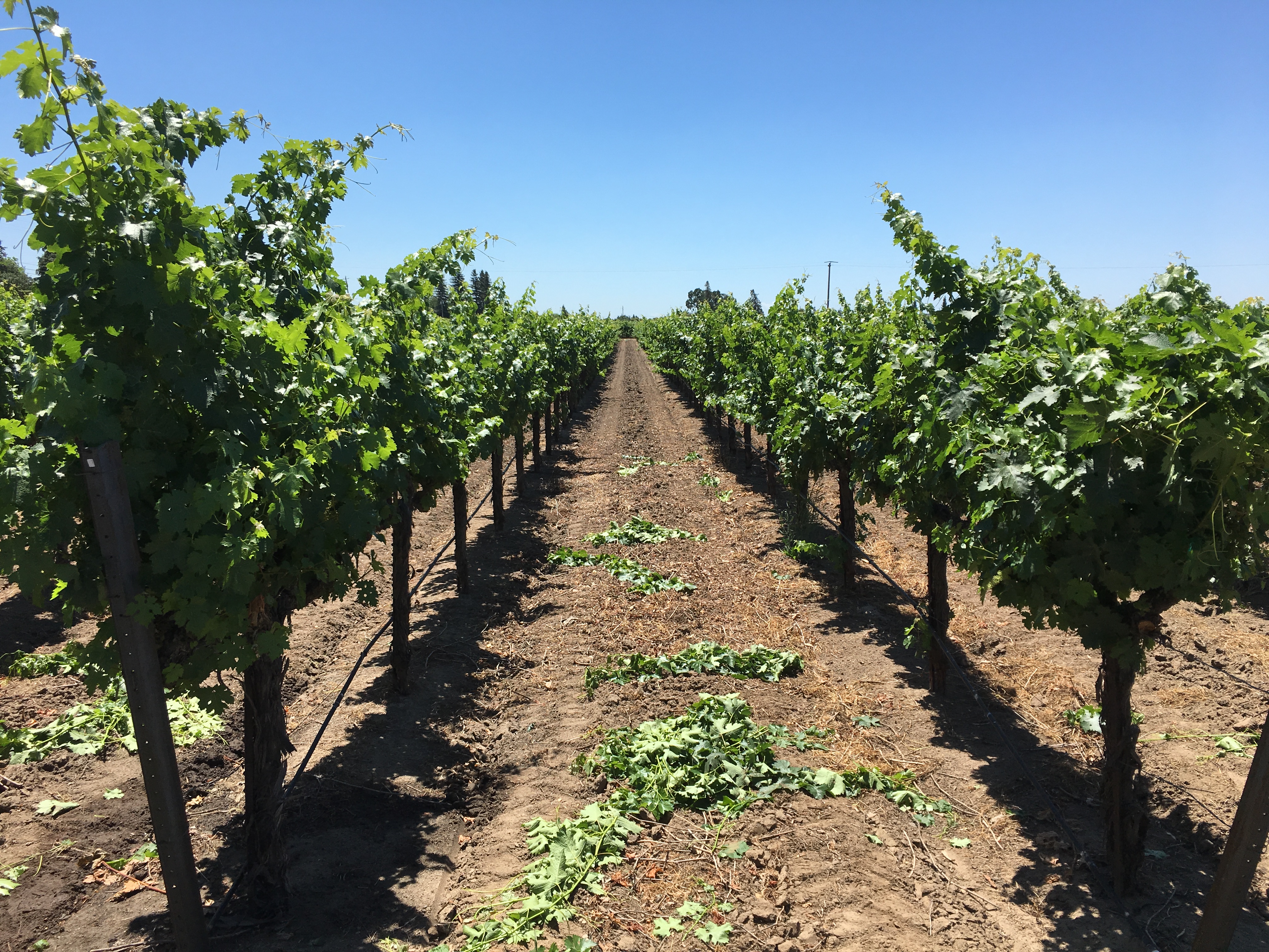 Grapes - WineIndustry.com Classifieds