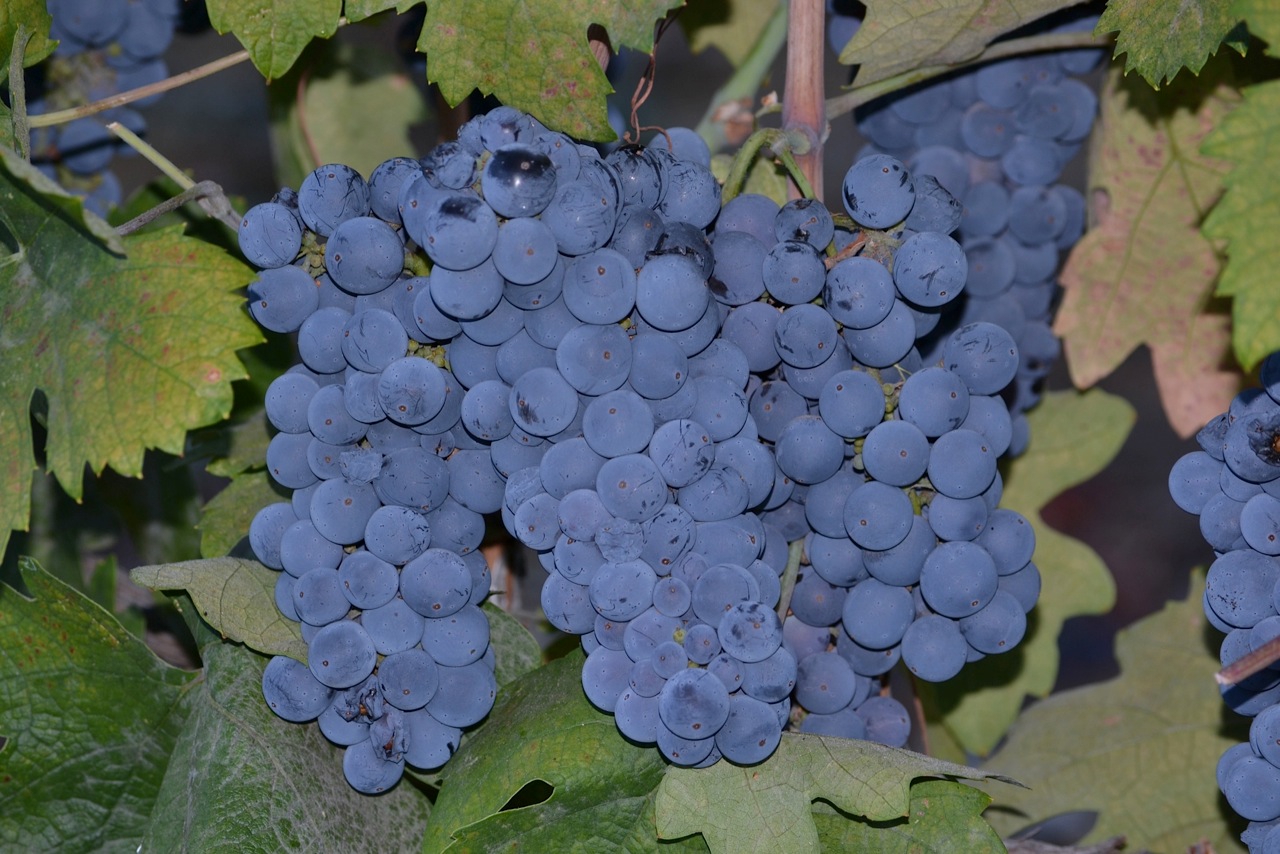 Grapes - WineIndustry.com Classifieds