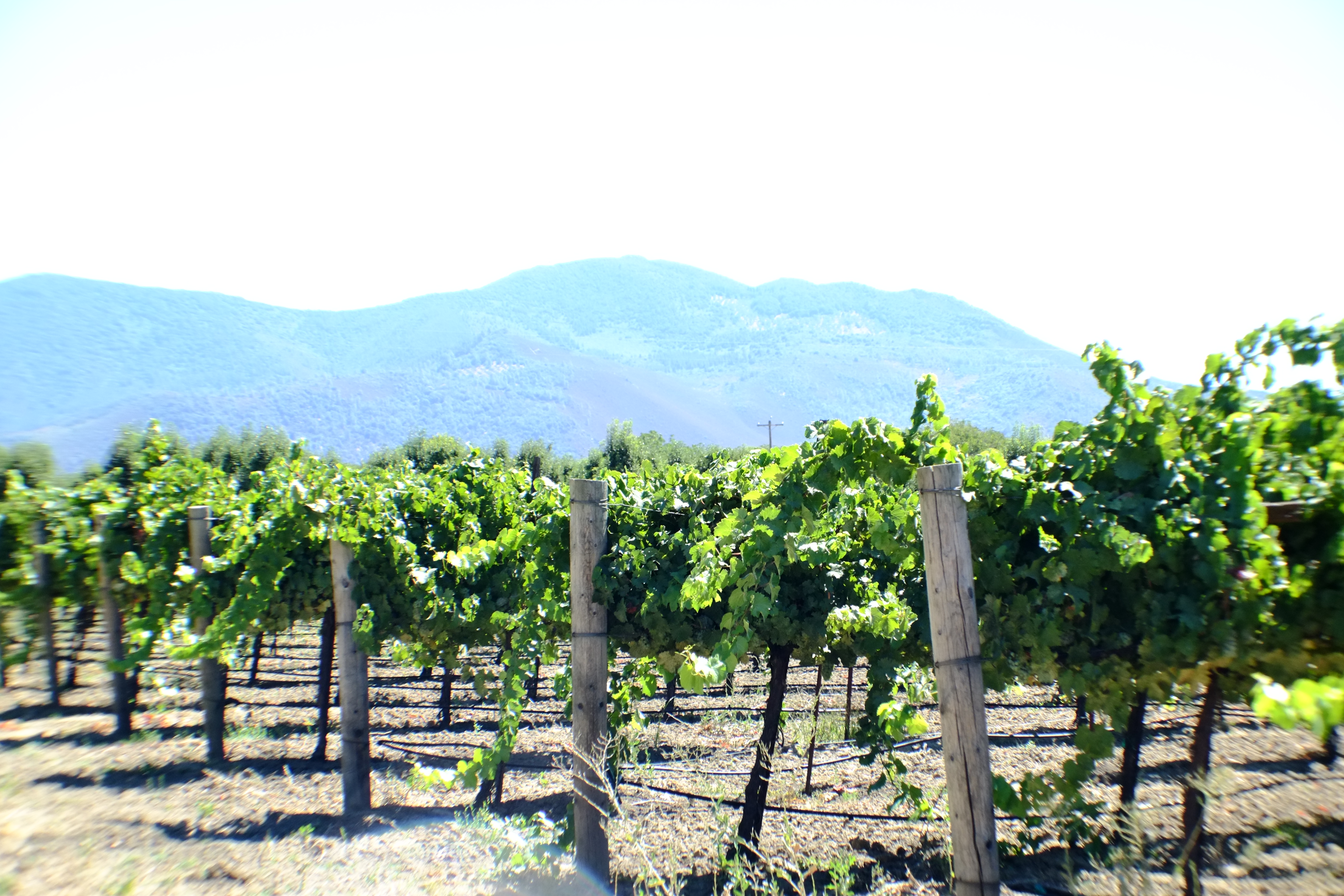 Grapes - WineIndustry.com Classifieds