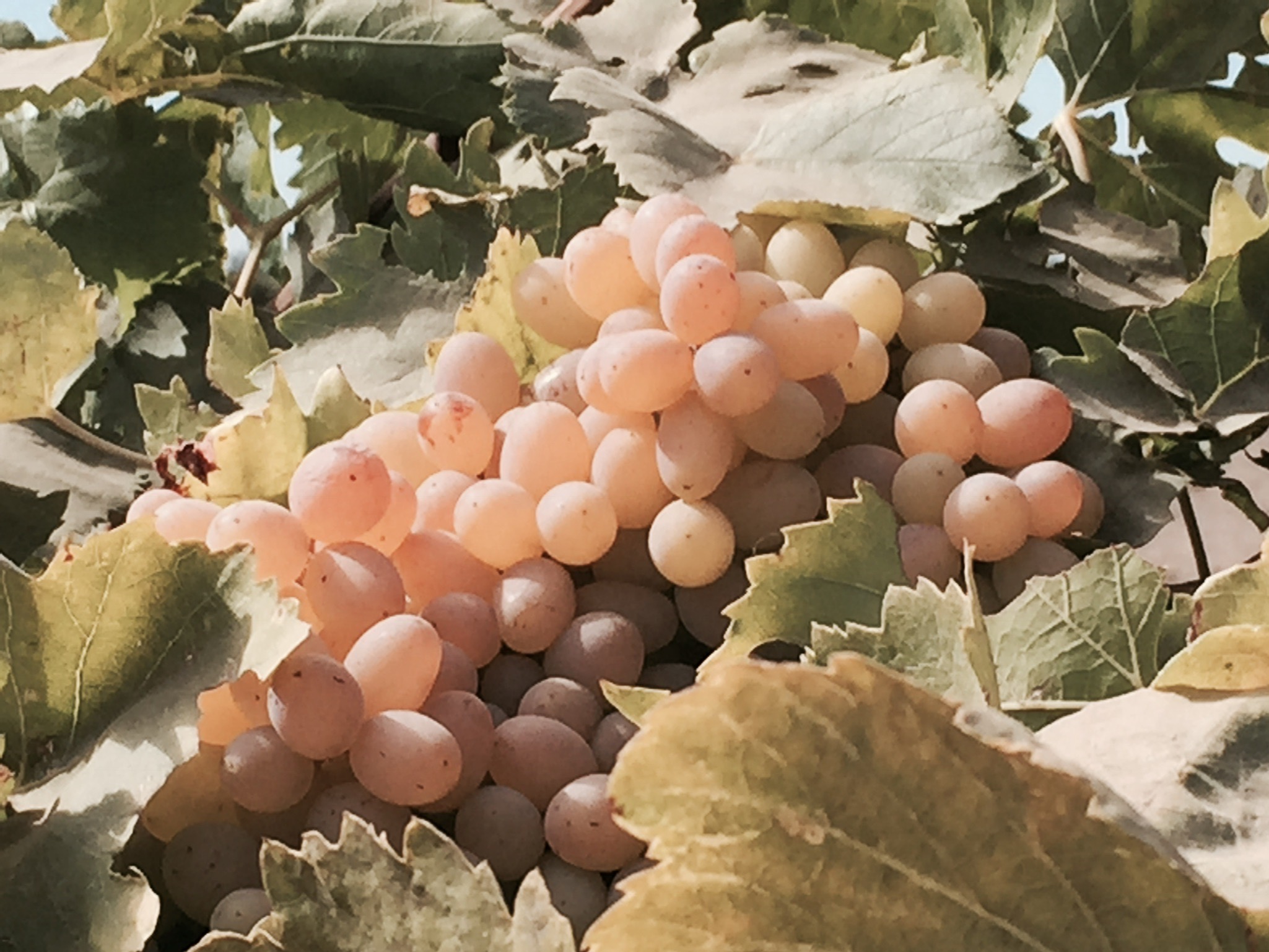 Grapes - WineIndustry.com Classifieds